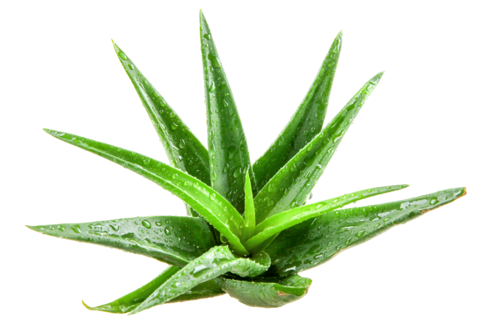 Productos - Laboratorios Rangel