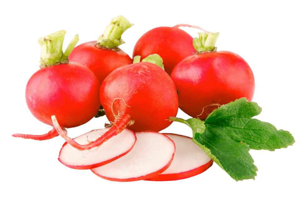 Inicio - Laboratorios Rangel